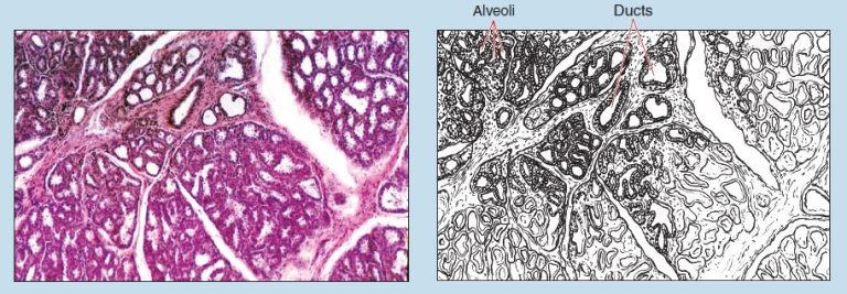 Chapter 15 Female Reproductive System Histology An Identification