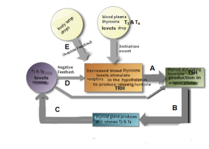 Endocrine System – Human Biology