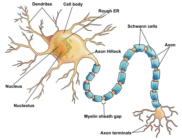 The Neuron Anatomy And Physiology I An Interactive Histology Atlas